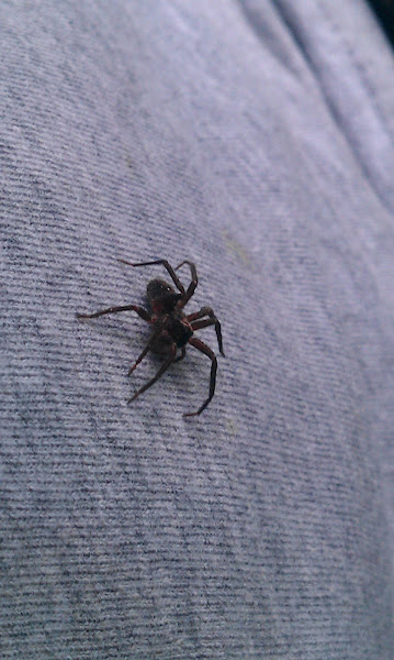 spider | Project Noah