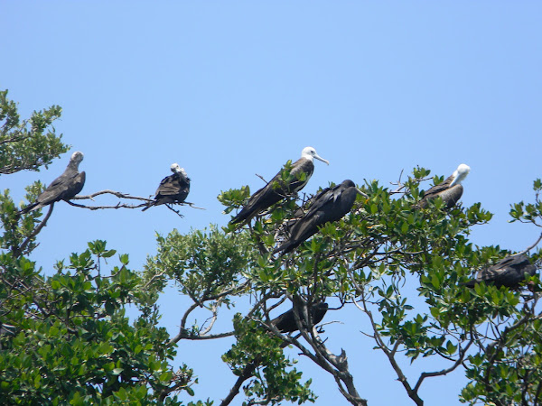 fragata magnífica - fragata real - Magnificent Frigatebird | Project Noah