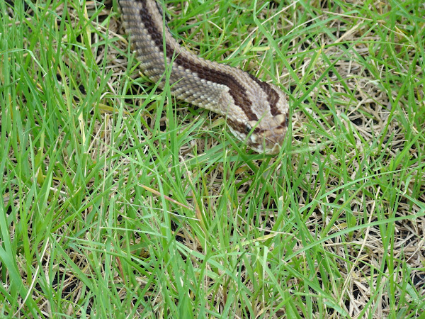 Guatemalan Rattle Snake | Project Noah