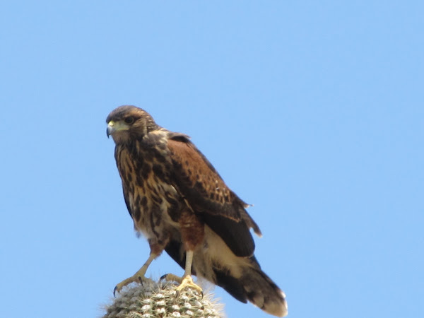 Harris' Hawk-juvenile | Project Noah