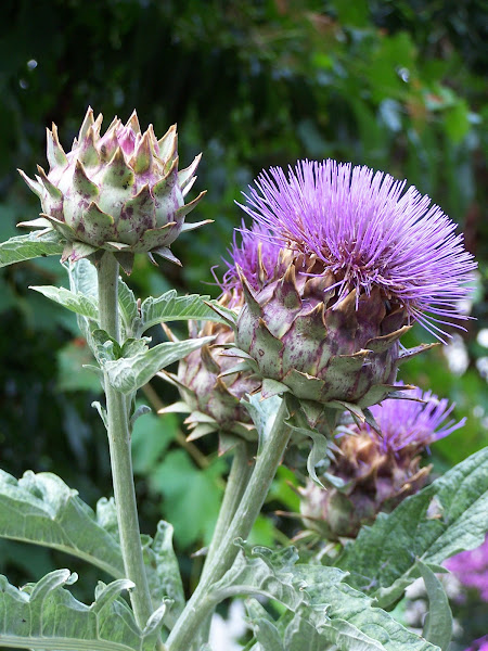 thistle | Project Noah