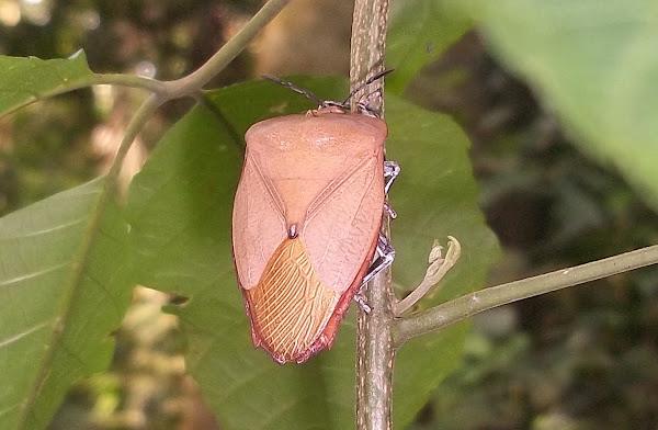 Litchi Bug | Project Noah