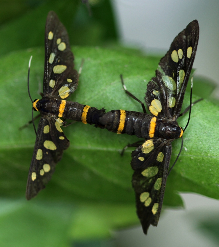 Handmaiden Moth | Project Noah