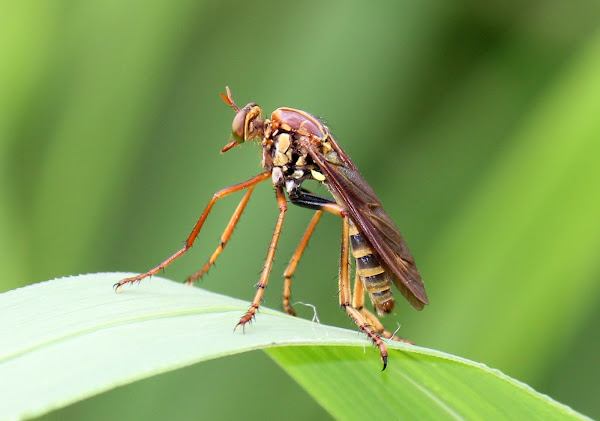 Robber fly | Project Noah