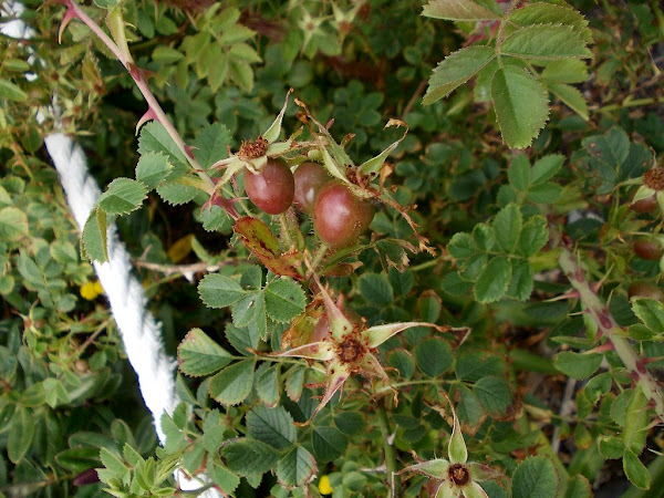 Eglantine Rose | Project Noah