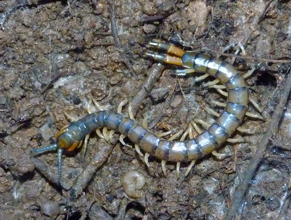Florida blue centipede | Project Noah