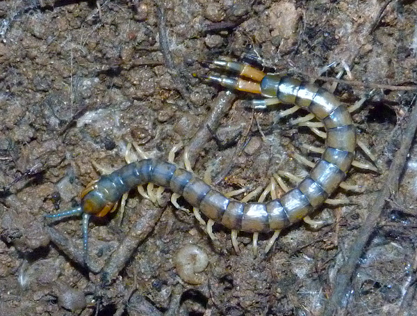 Florida blue centipede | Project Noah