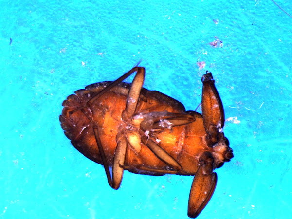 Creeping Water Bug | Project Noah