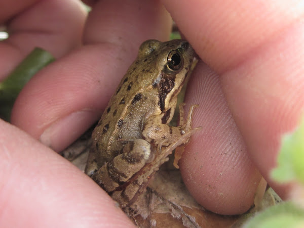 Edible Frog | Project Noah