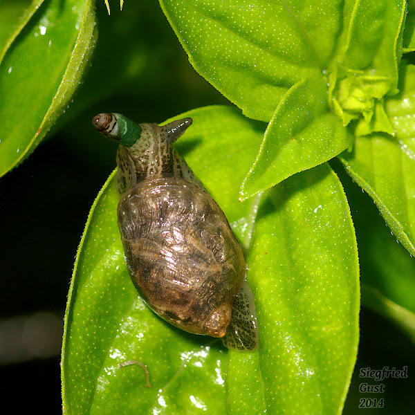 Green-banded Broodsac infecting a snail | Project Noah