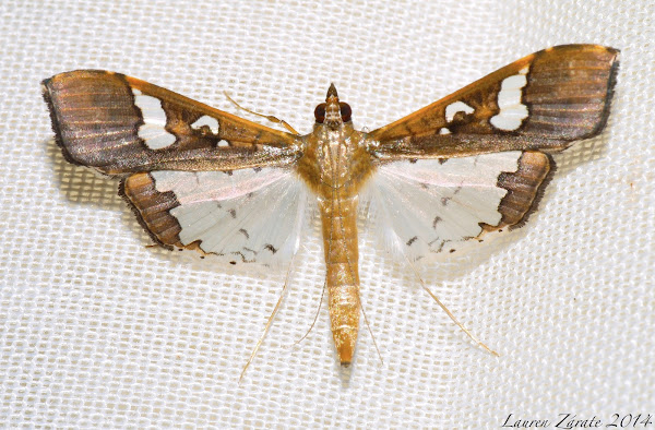 Bean Pod Borer Moth | Project Noah
