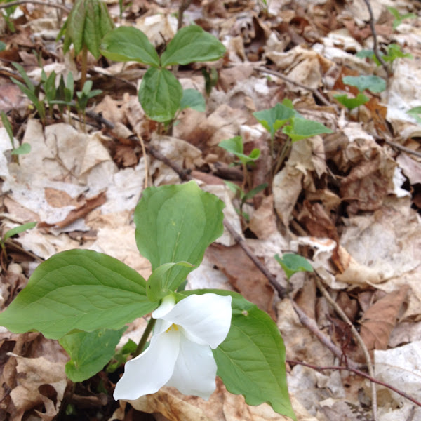 White trillium | Project Noah