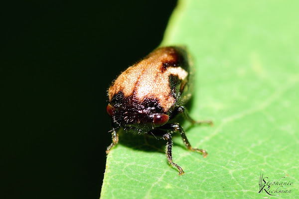 Black Locust Treehopper | Project Noah