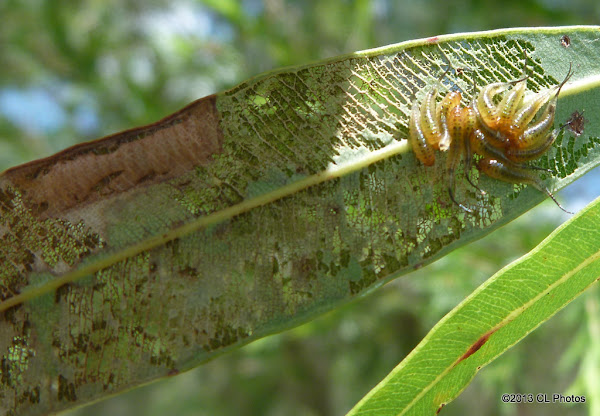 Sawfly Eggs and Larvae | Project Noah