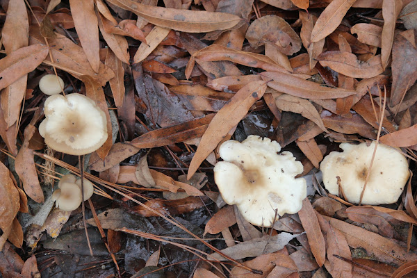 Common Funnel Mushroom | Project Noah