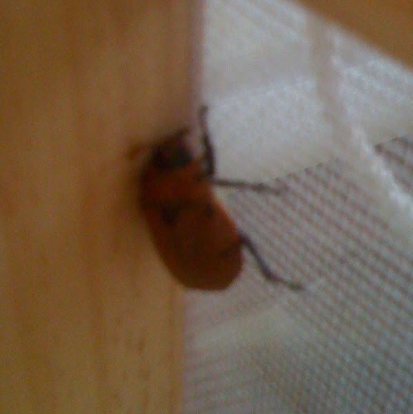 Grapevine Beetle | Project Noah