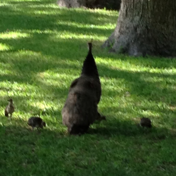 Indian Peafowl | Project Noah