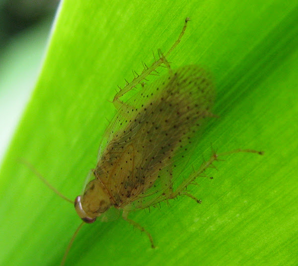 Forest Cockroach | Project Noah