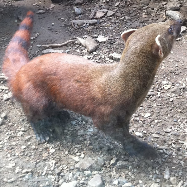 Ring tailed Mongoose | Project Noah