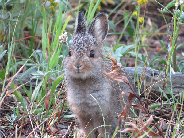 Mountain Cottontail or Nuttall's Cottontail | Project Noah