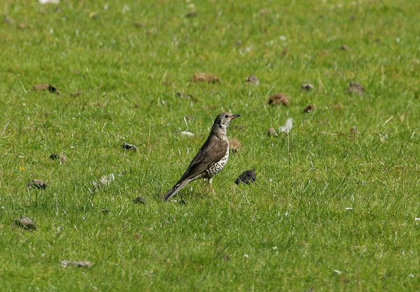 Mistle Thrush | Project Noah
