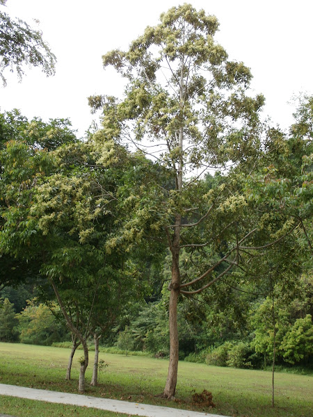 Brown Terminalia, Swamp Oak | Project Noah