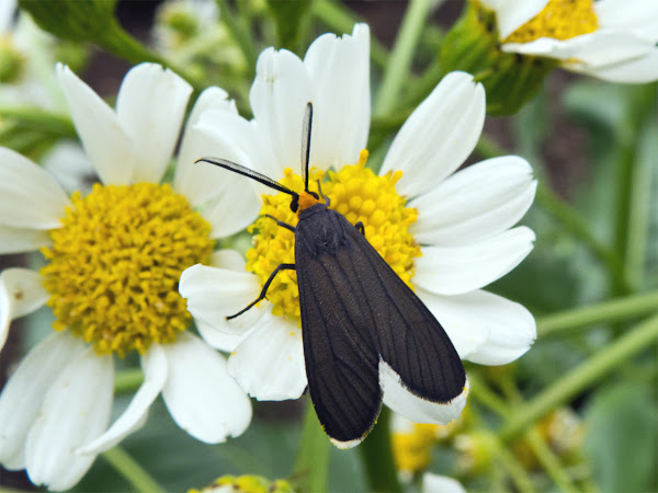 White-tipped black moth | Project Noah