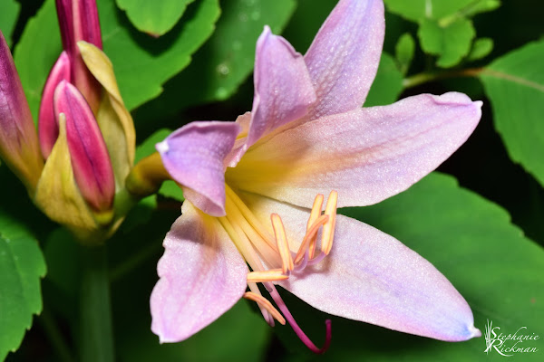 Resurrection Lilly | Project Noah