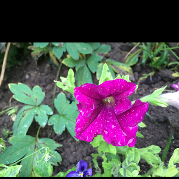 Petunia | Project Noah