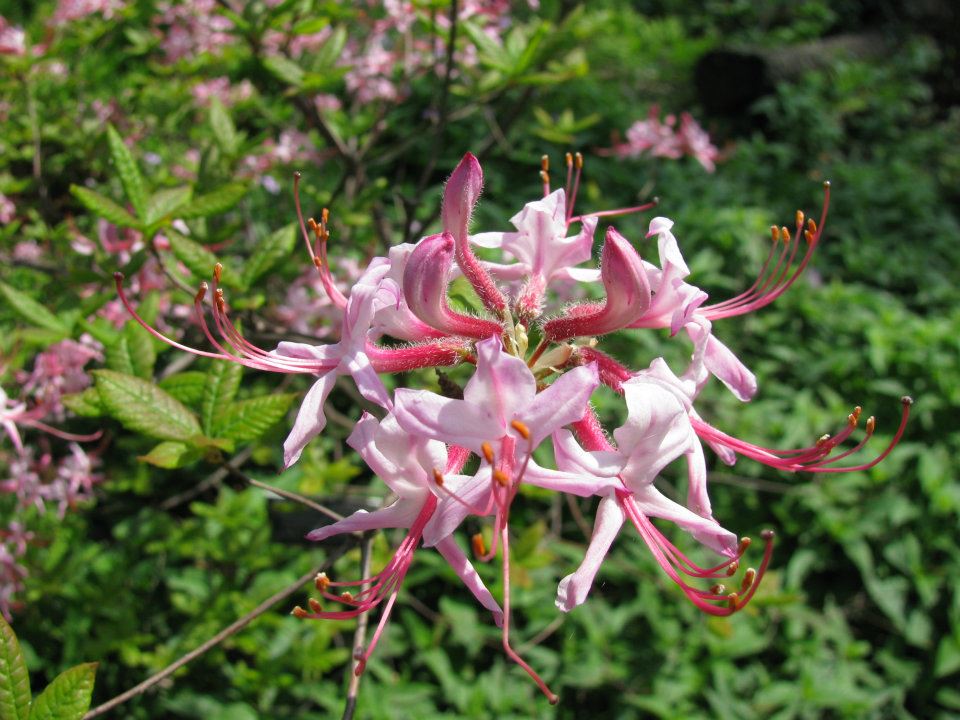 Pinxster Azalea | Project Noah