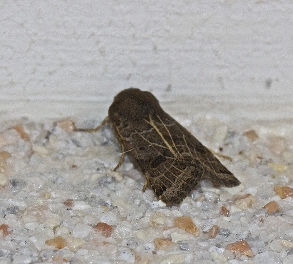 Lunar Underwing | Project Noah