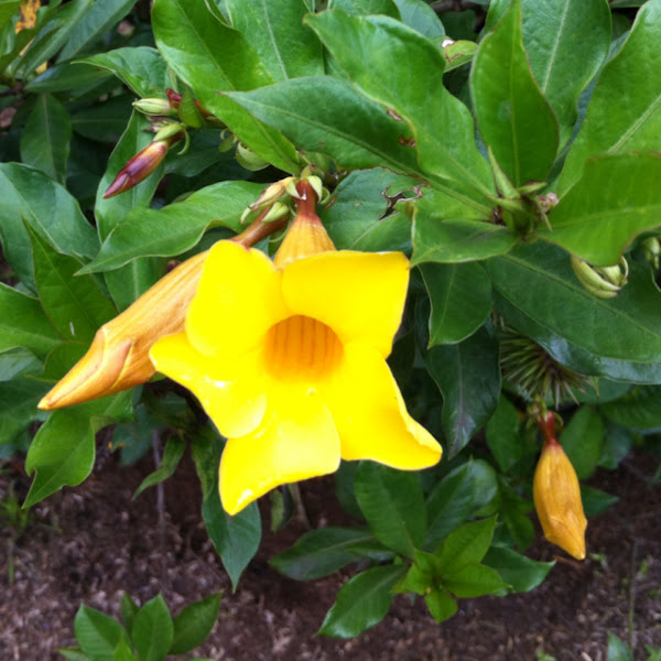 Golden trumpet | Project Noah