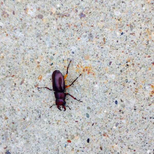Ground beetle | Project Noah