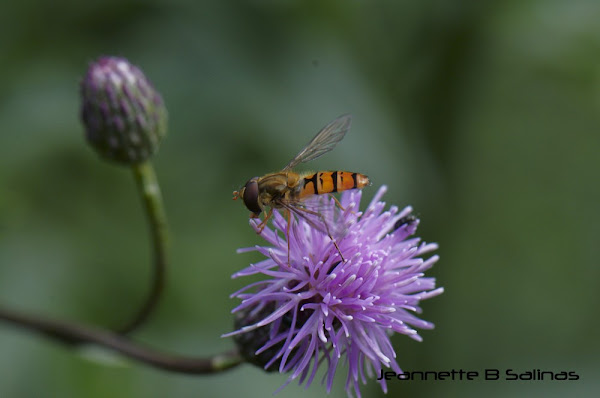 Marmalade Hoverfly | Project Noah