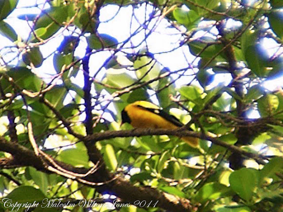 Black-hooded Oriole | Project Noah