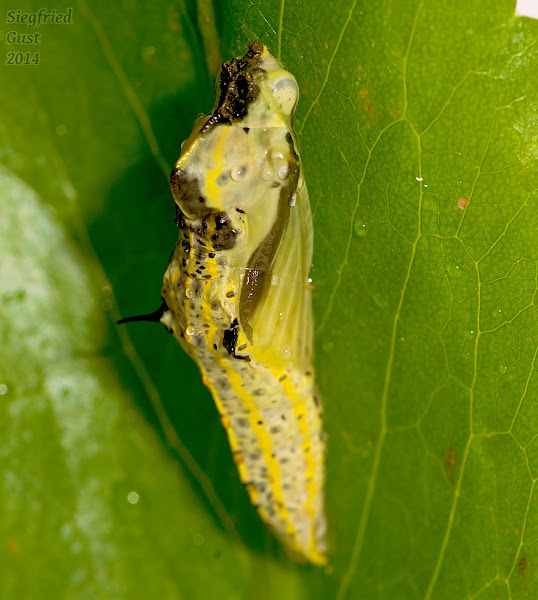 Great Southern White pupa | Project Noah