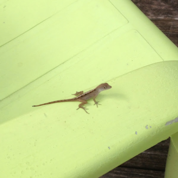 Brown Anole | Project Noah