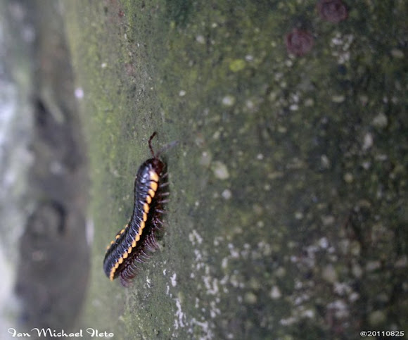 armored millipede | Project Noah