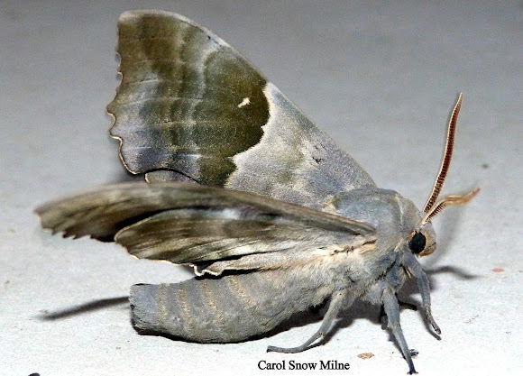 Modest Sphinx Moth | Project Noah