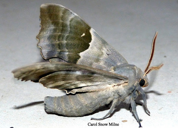 Modest Sphinx Moth | Project Noah