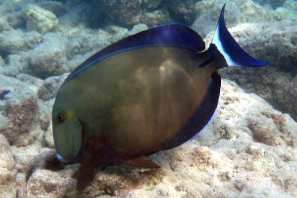 Ringtail Surgeonfish | Project Noah