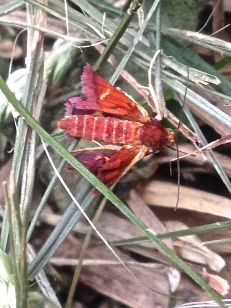 Coffee-loving Pyrausta Moth | Project Noah