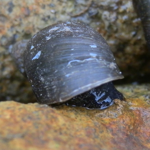 American ribbed fluke snail | Project Noah