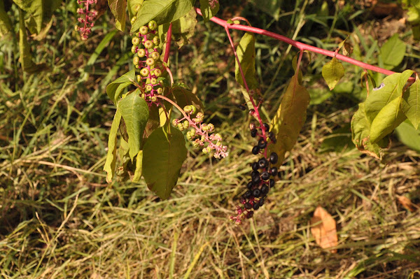 Pokeberry | Project Noah