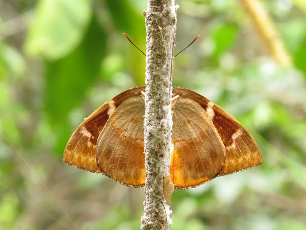 Castniid Moth | Project Noah