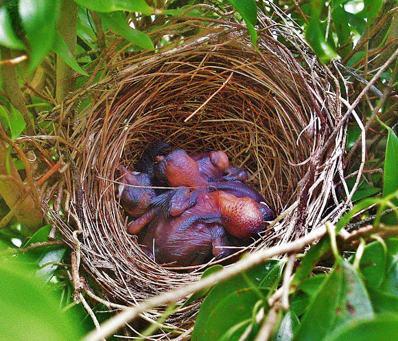 Yellow Vented Bulbul | Project Noah