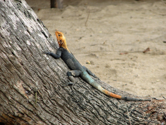 African rainbow lizard | Project Noah