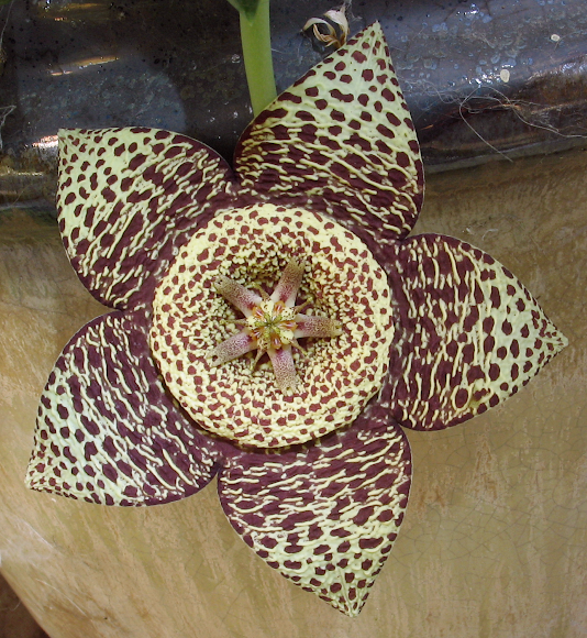 Carrion cactus | Project Noah