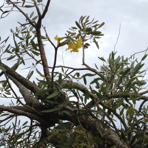 ROBLE AMARILLO | Project Noah