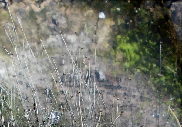 Phycomyces blakesleeanus | Project Noah